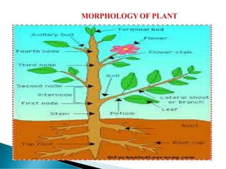 Vegetative Morphology of Plant's Root- A Comprehensive Study. | PPT