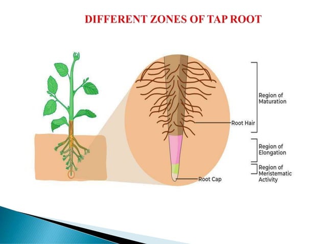 Vegetative Morphology of Plant's Root- A Comprehensive Study. | PPT