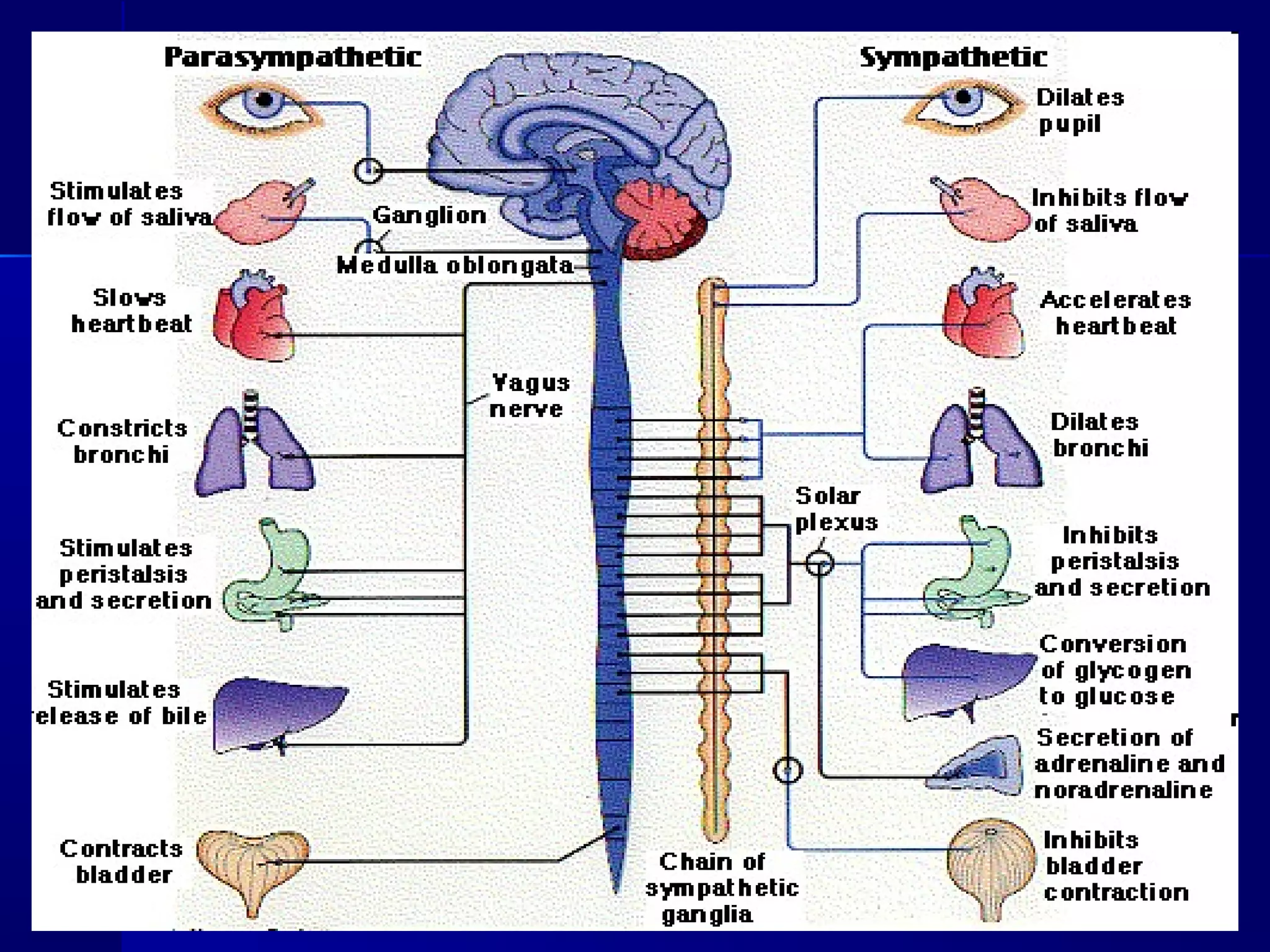 Vegetative nervous system | PPT