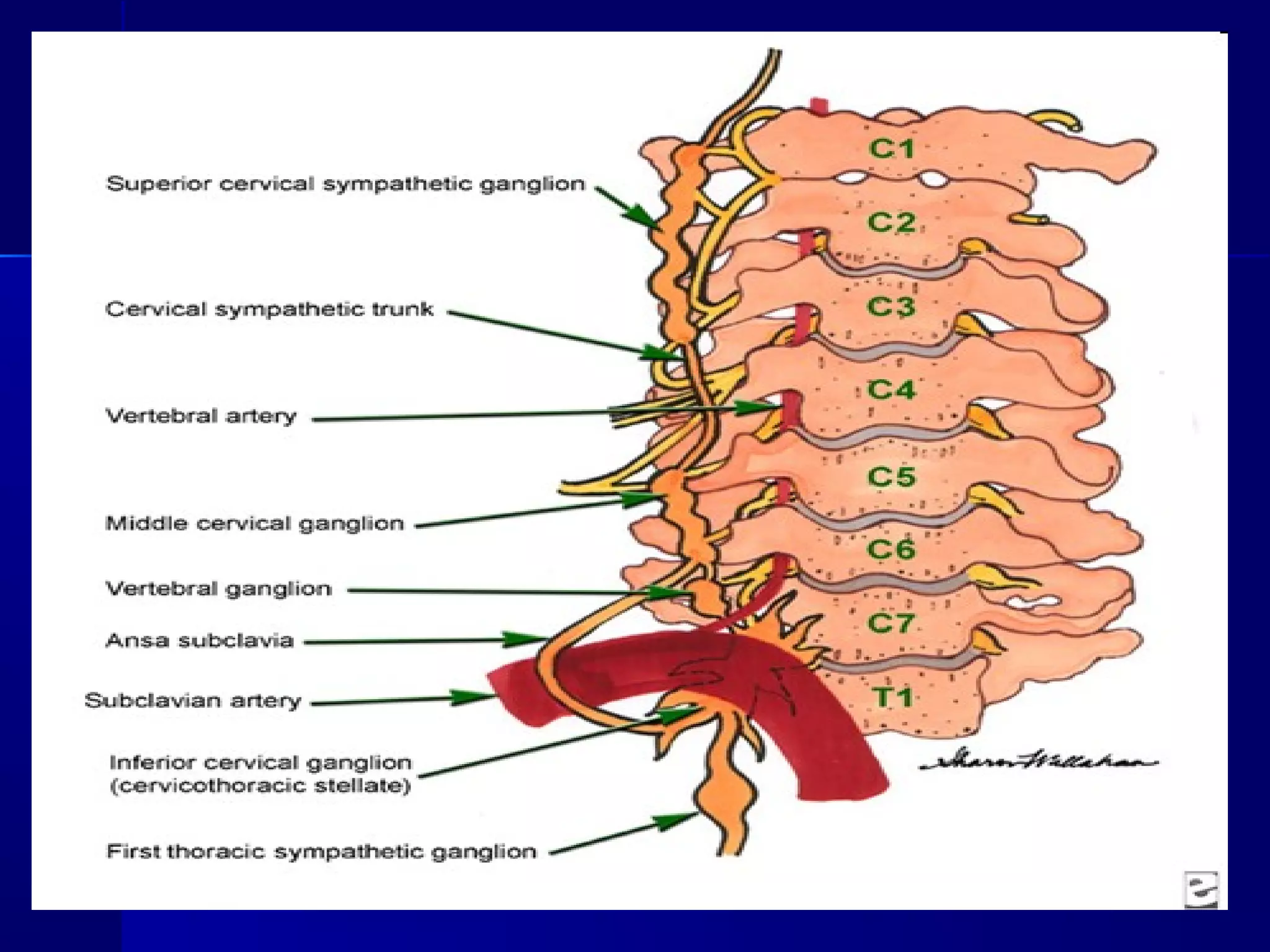 Vegetative nervous system | PPT