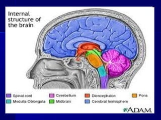 Vegetative nervous system | PPT