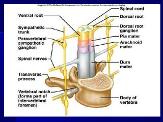 Vegetative nervous system | PPT