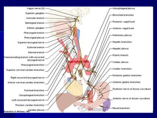 Vegetative nervous system | PPT
