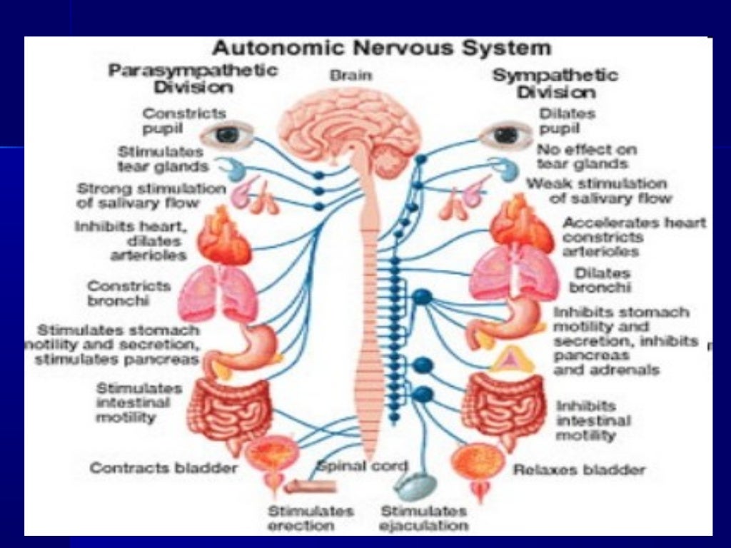 Vegetative nervous system