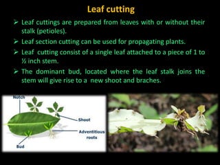 Vegetative propagatio and its role in forest improvement (forestry ...