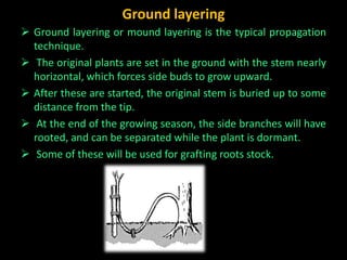 Vegetative propagatio and its role in forest improvement (forestry ...