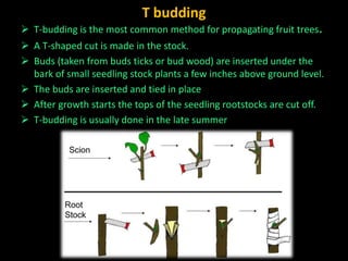 Vegetative propagatio and its role in forest improvement (forestry ...