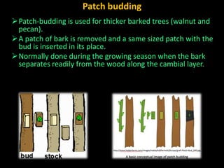 Vegetative propagatio and its role in forest improvement (forestry ...