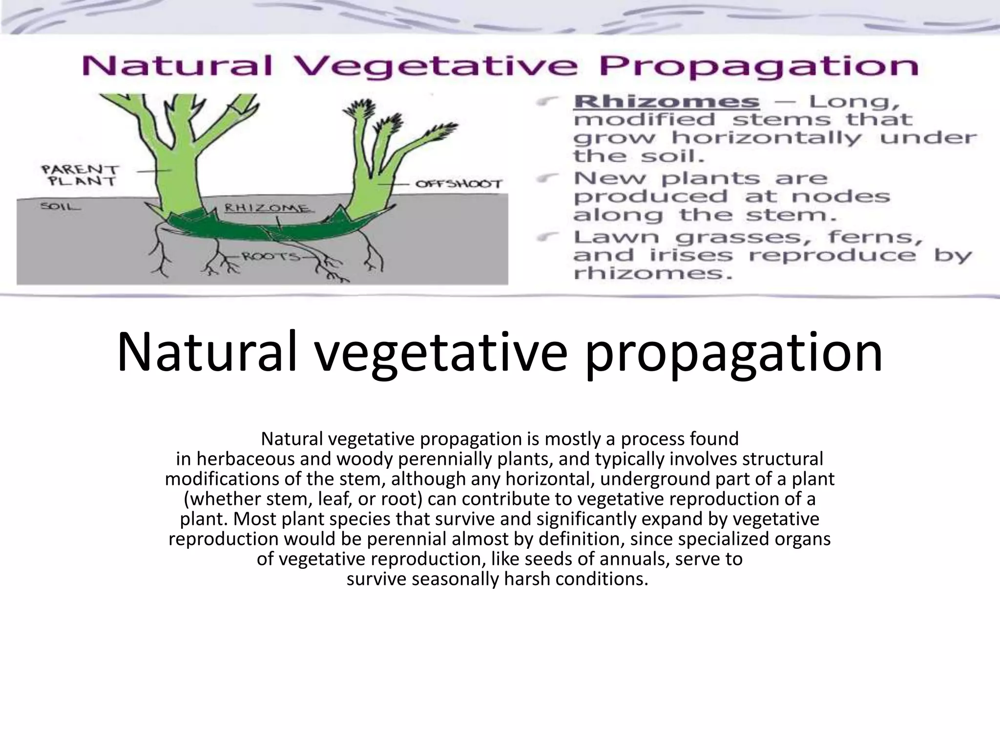 Vegetative propagation | PPTX