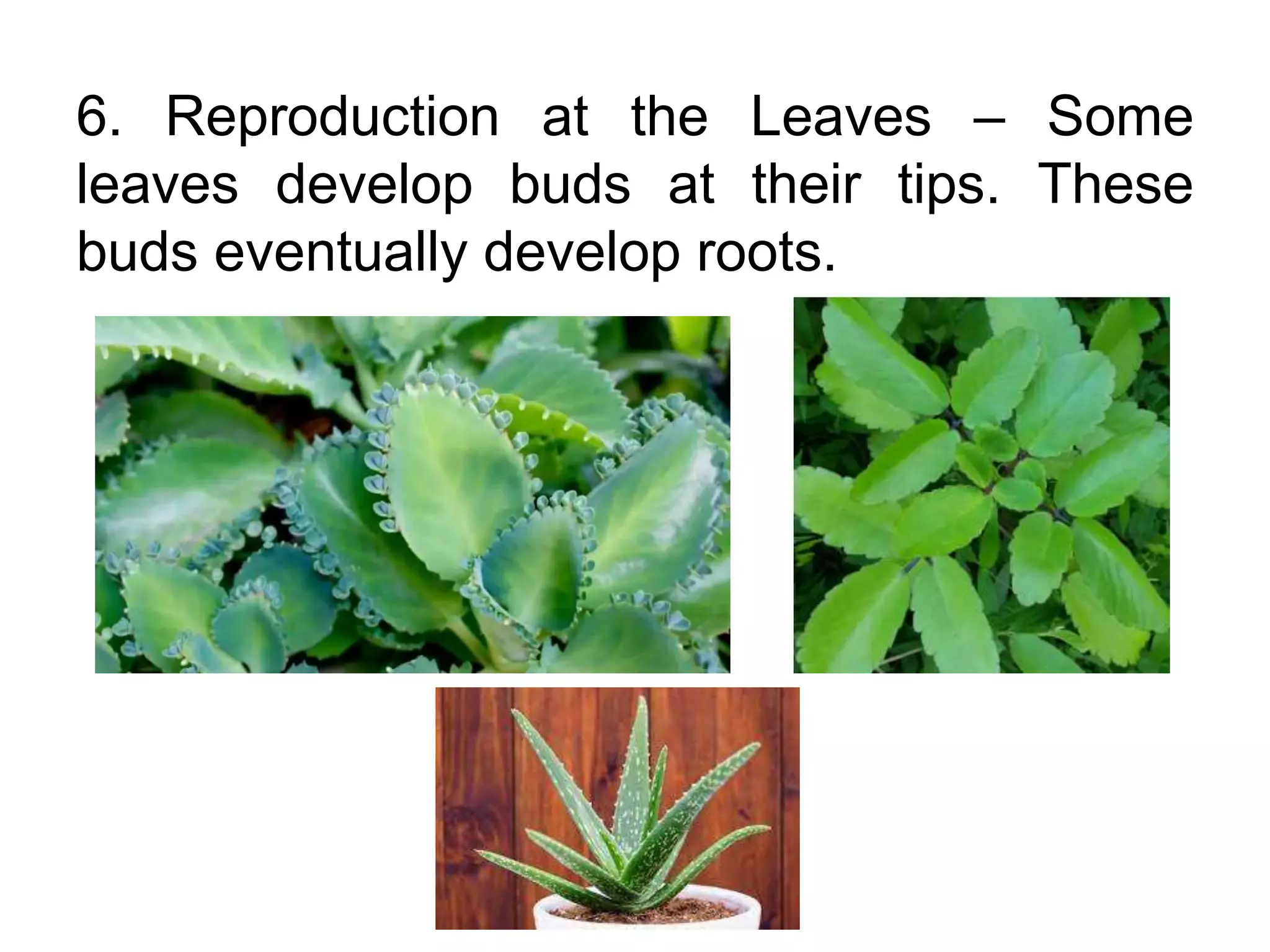 Vegetative propagation | PPTX