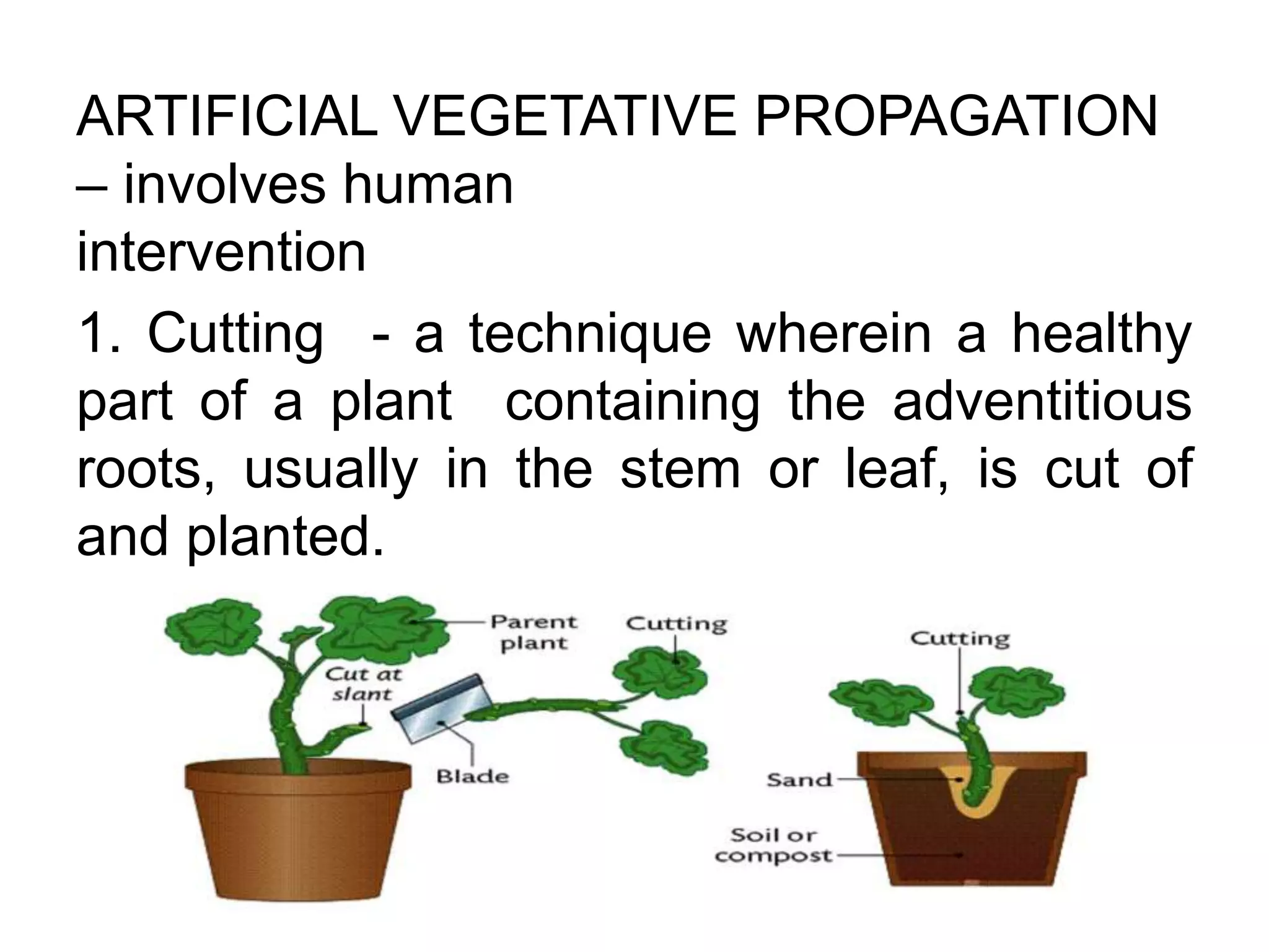 Vegetative propagation | PPTX
