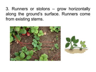 Vegetative propagation | PPTX