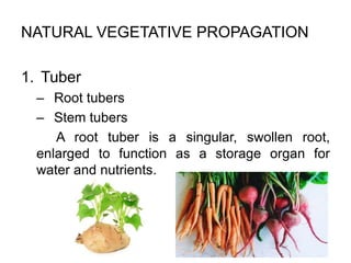Vegetative propagation | PPTX