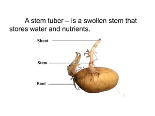 Vegetative propagation | PPTX