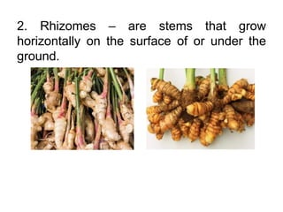 Vegetative Reproduction In Ginger