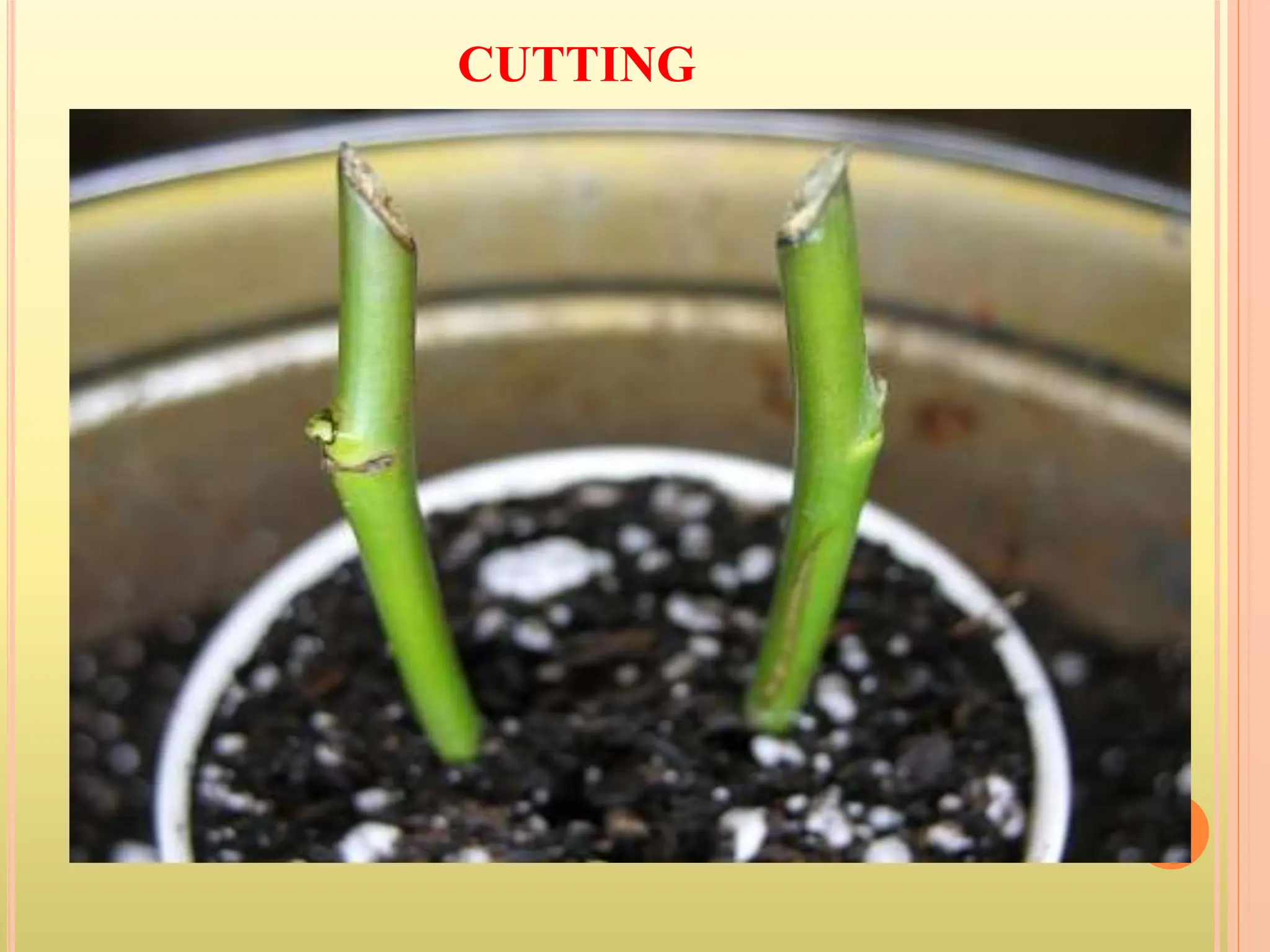 Vegetative Propagation in Plants with special reference to cutting ...