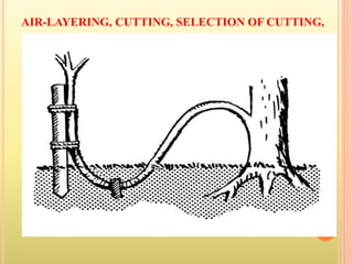 Vegetative Propagation in Plants with special reference to cutting ...