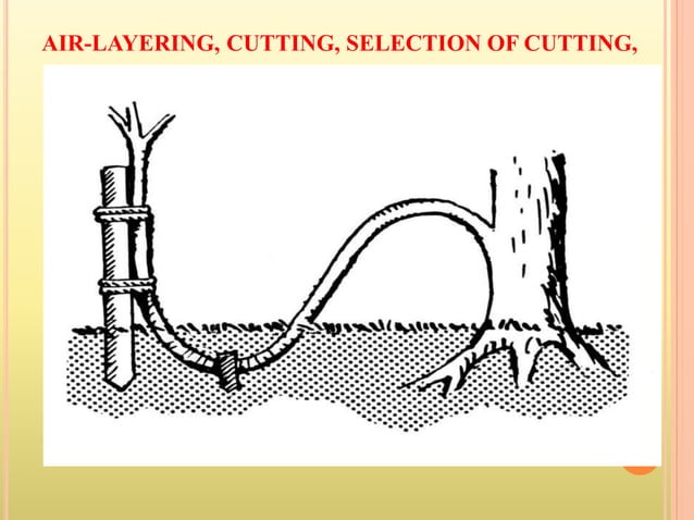 Vegetative Propagation in Plants with special reference to cutting ...