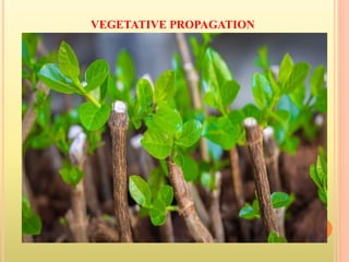 Vegetative Propagation in Plants with special reference to cutting ...