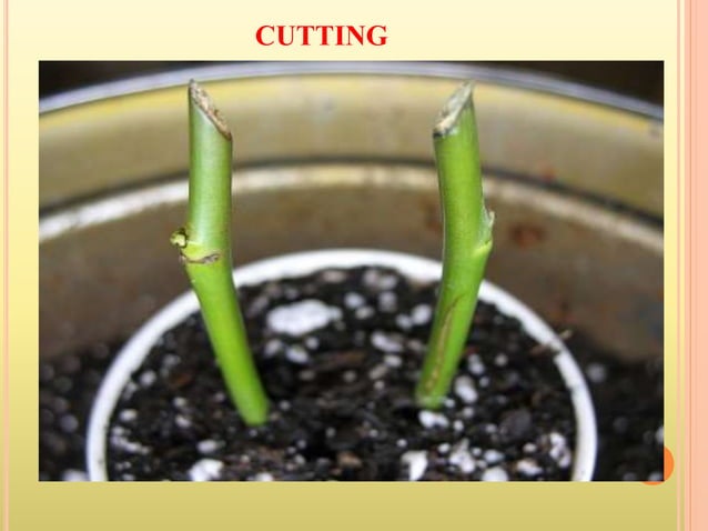 Vegetative Propagation in Plants with special reference to cutting ...