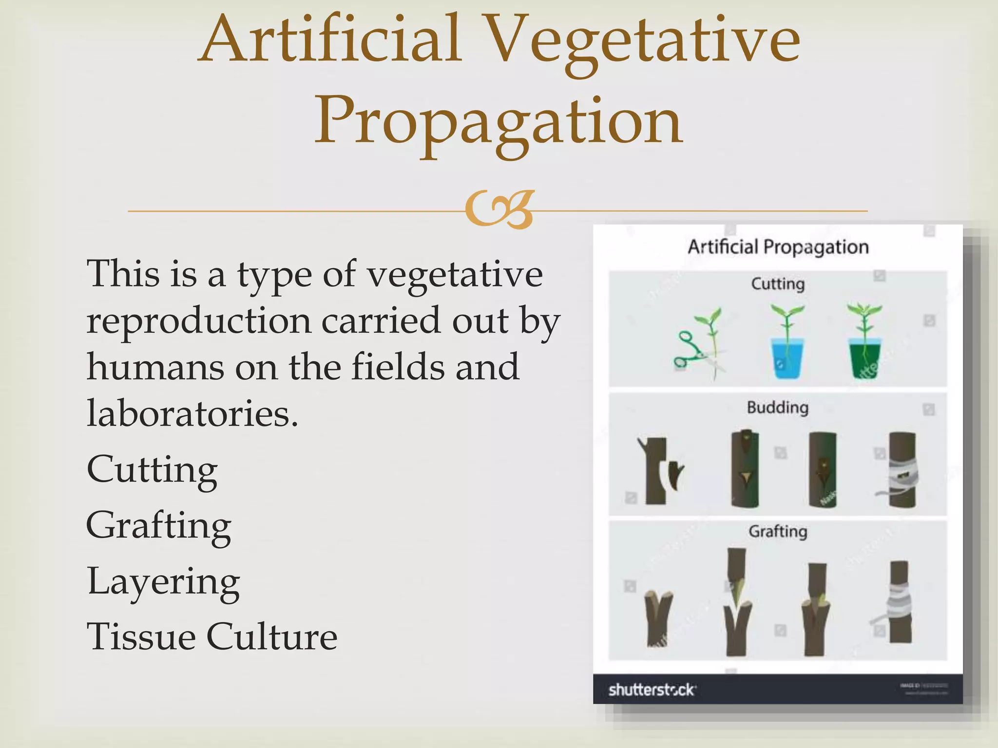 Vegetative Propagation (Cutting) KSD.pptx