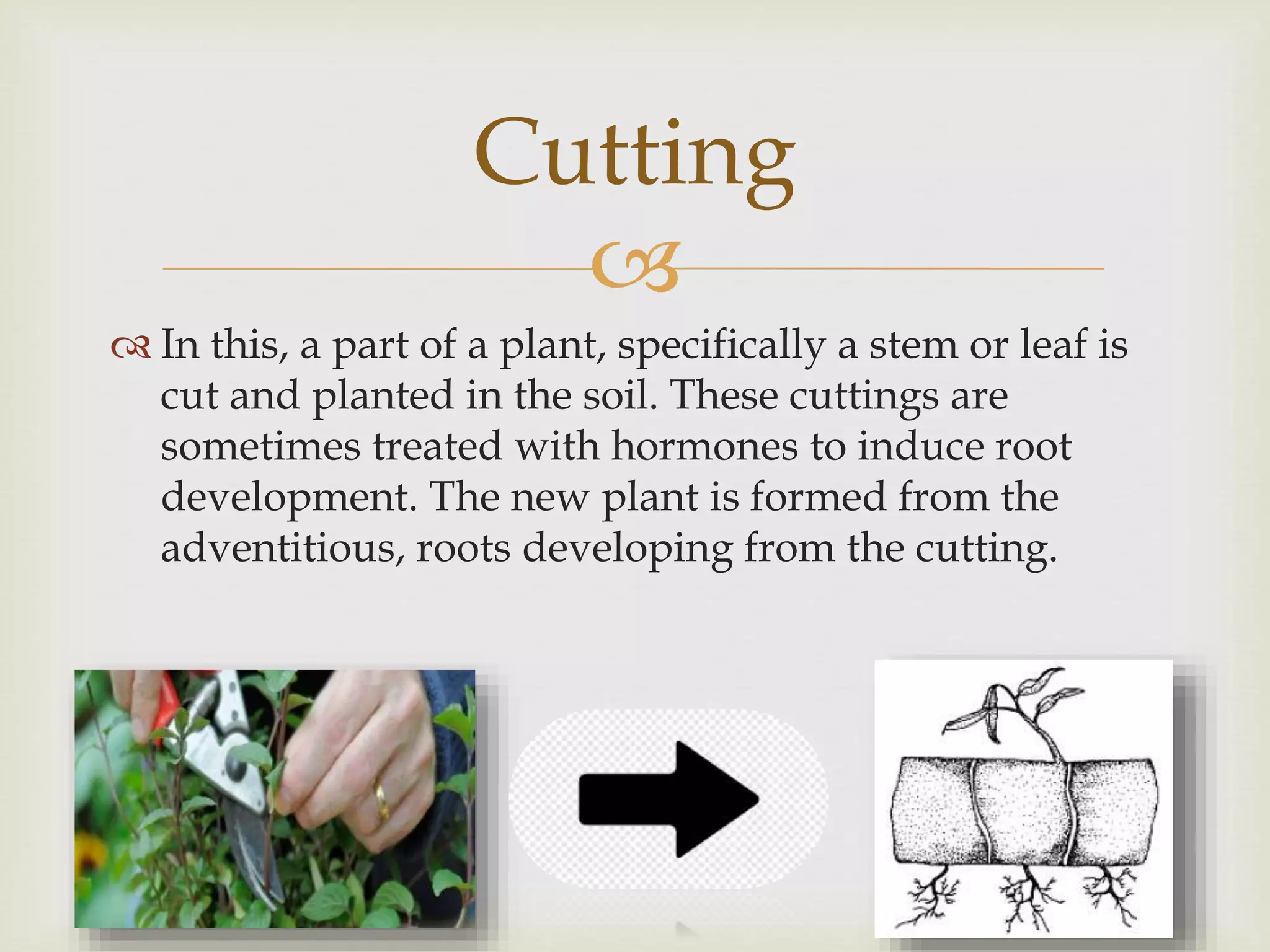 Vegetative Propagation (Cutting) KSD.pptx
