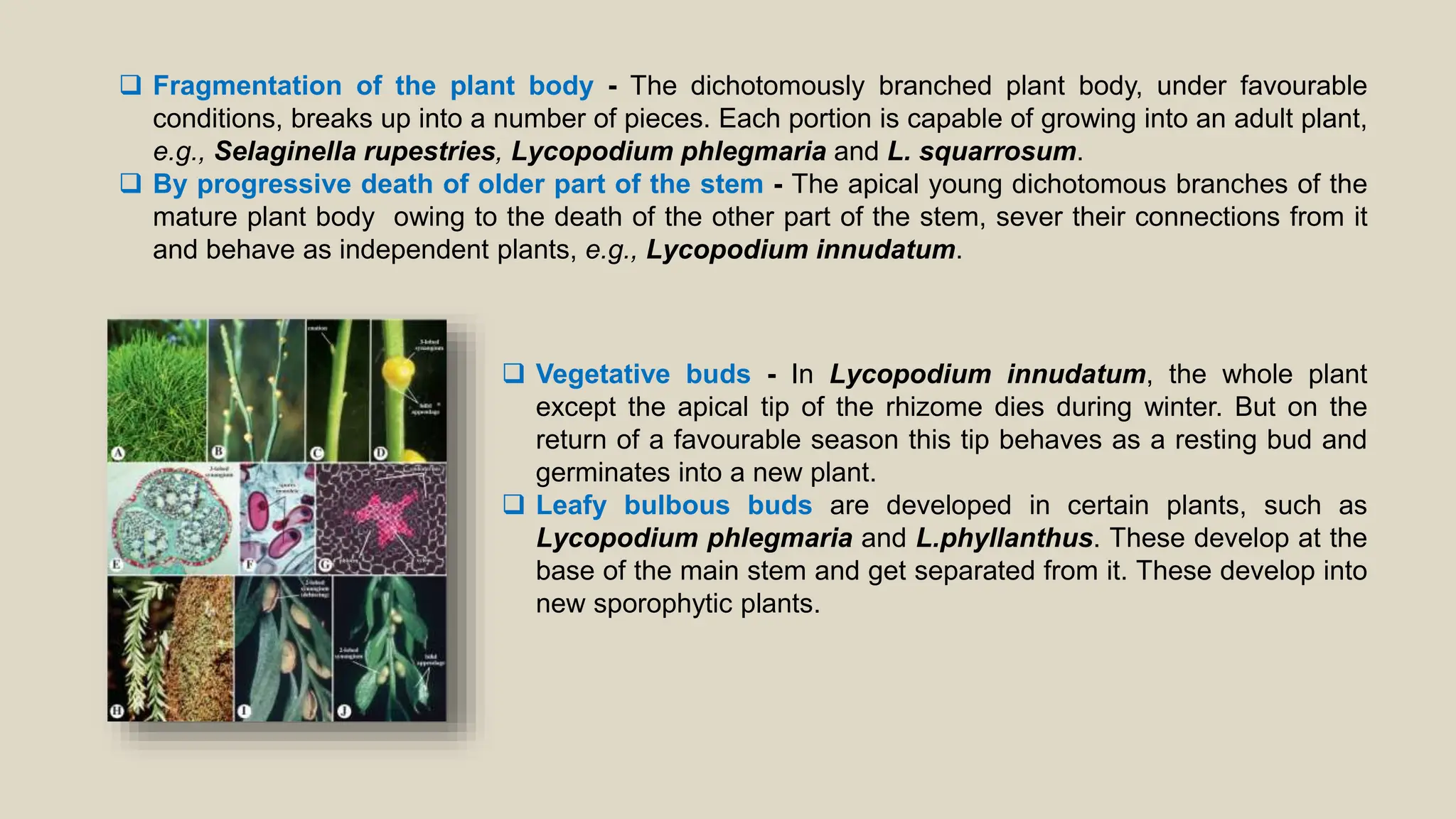 Vegetative Propagation in Pteridophytes.pptx