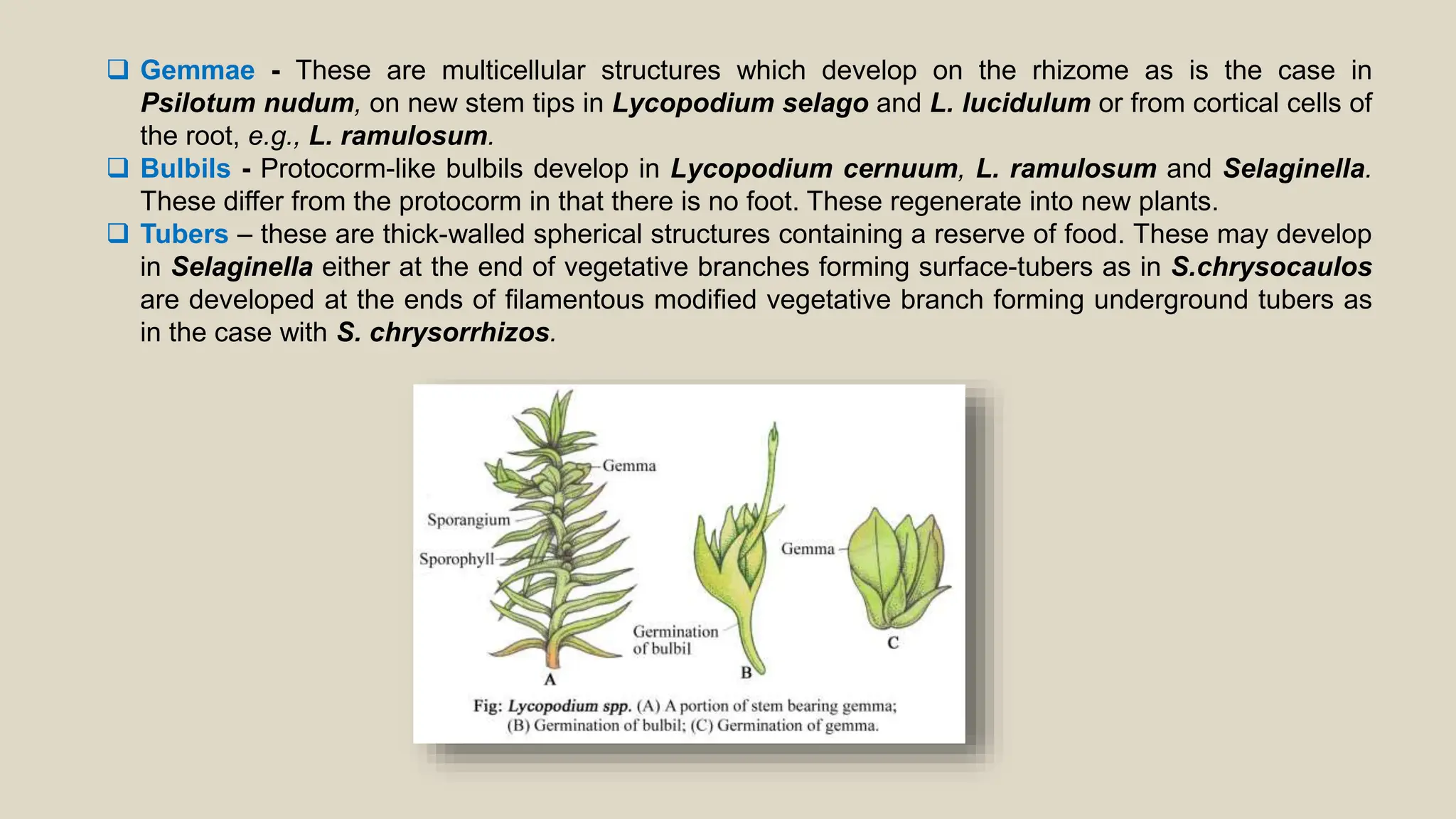 Vegetative Propagation in Pteridophytes.pptx
