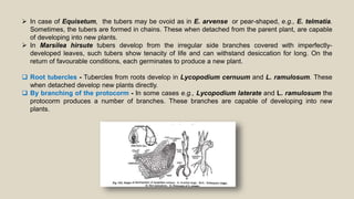 Vegetative Propagation in Pteridophytes.pptx
