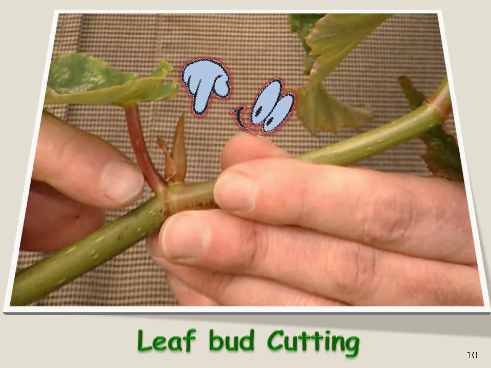 Vegetative propagation of minor fruit crop | PPTX