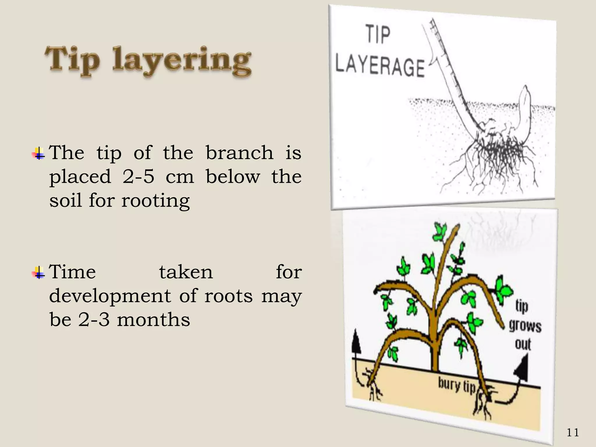 Vegetative propagation of minor fruit crop | PPTX