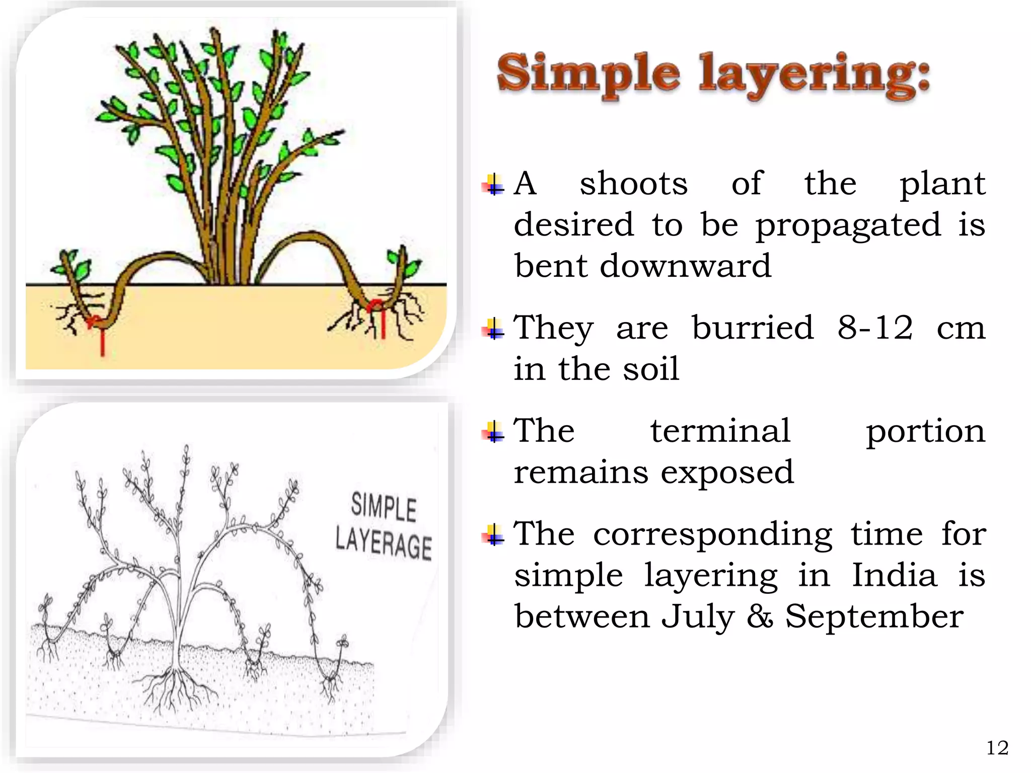 Vegetative propagation of minor fruit crop | PPTX