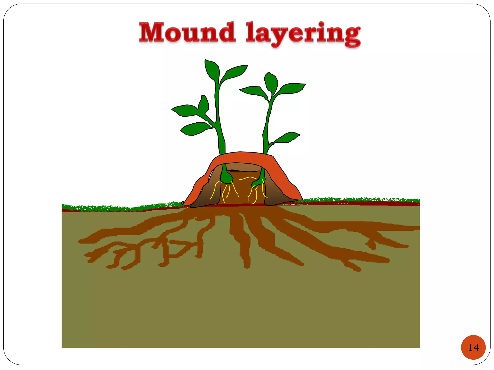Vegetative propagation of minor fruit crop | PPTX