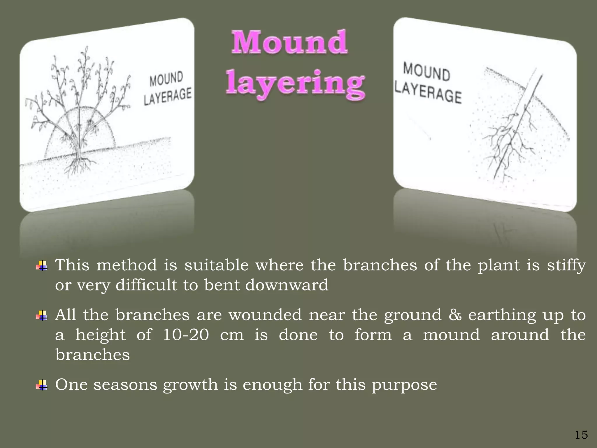 Vegetative propagation of minor fruit crop | PPTX