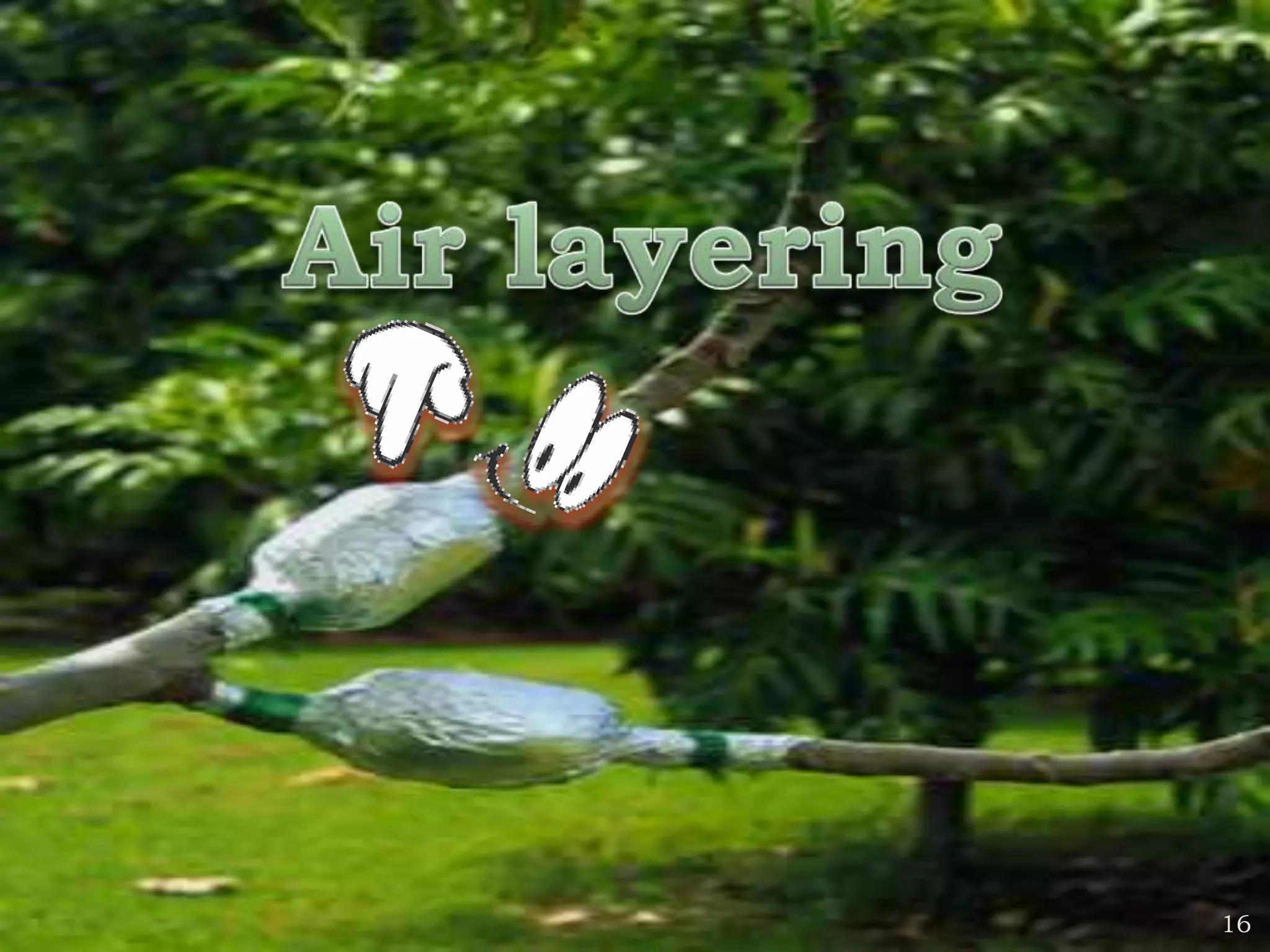 Vegetative propagation of minor fruit crop | PPTX