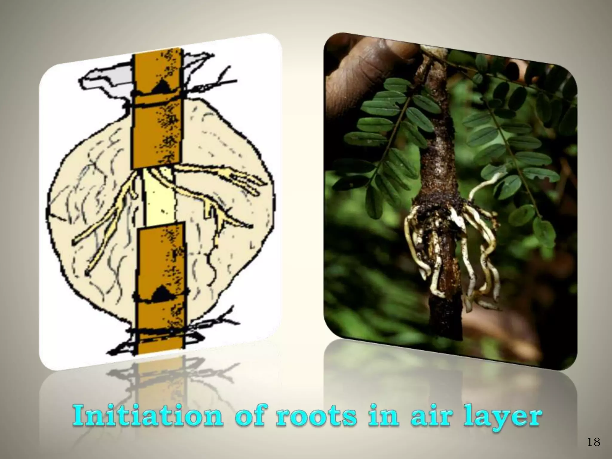 Vegetative propagation of minor fruit crop | PPTX