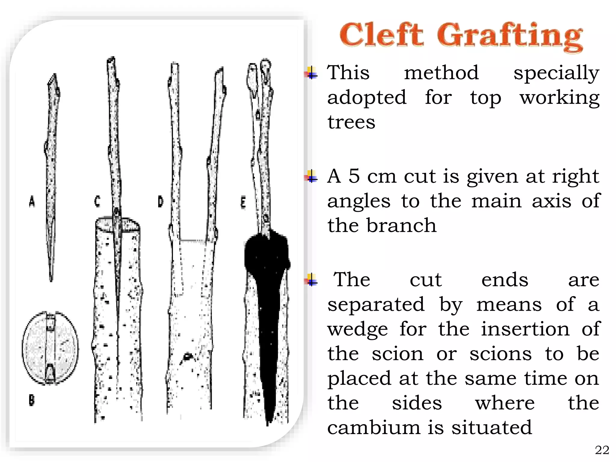 Vegetative propagation of minor fruit crop | PPTX