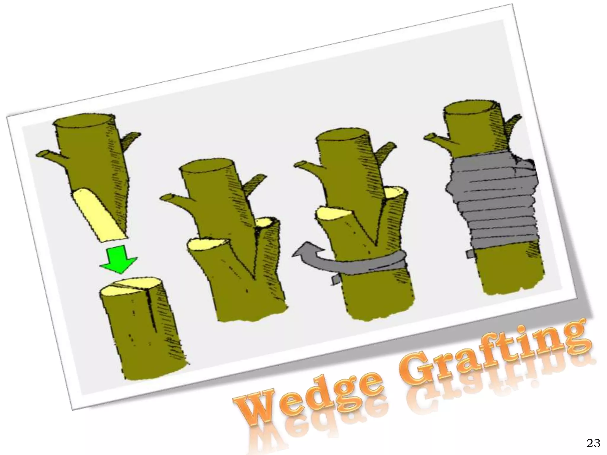 Vegetative propagation of minor fruit crop | PPTX