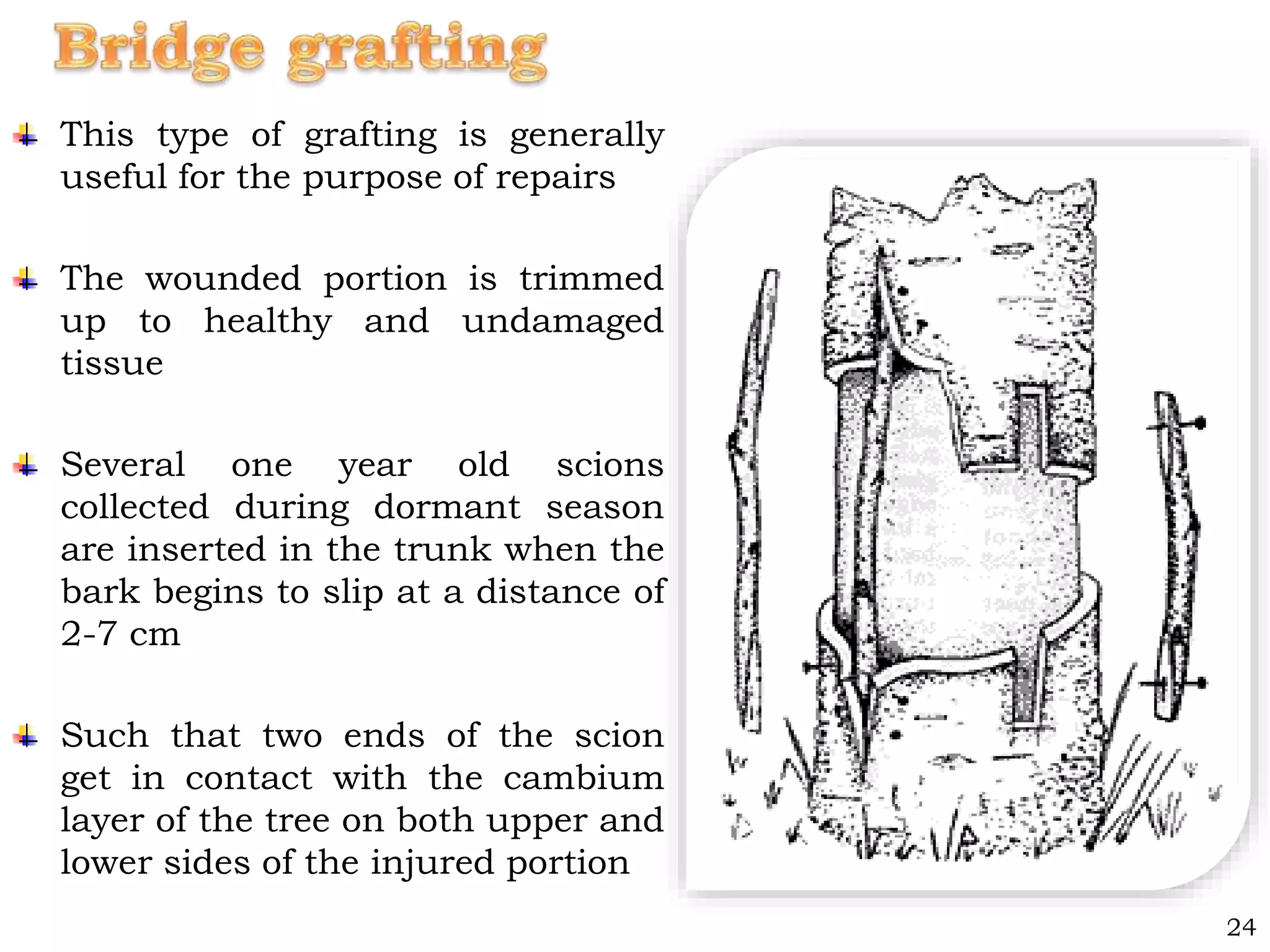 Vegetative propagation of minor fruit crop | PPTX