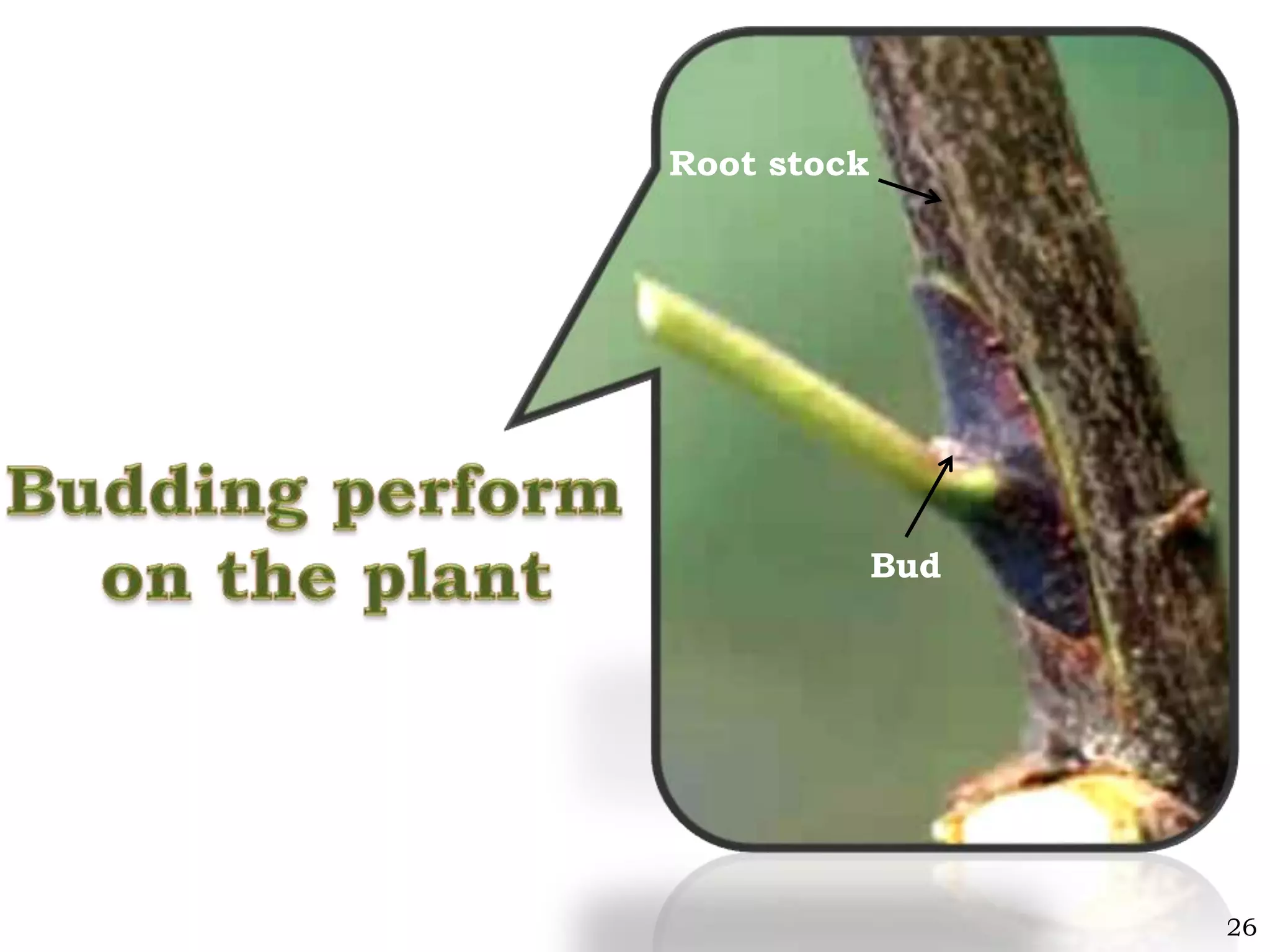 Vegetative propagation of minor fruit crop | PPTX