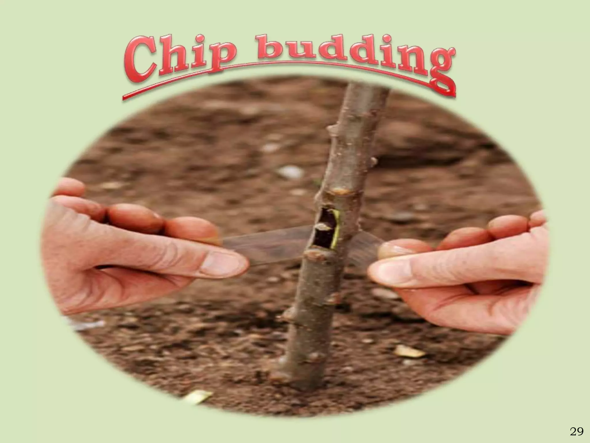 Vegetative propagation of minor fruit crop | PPTX