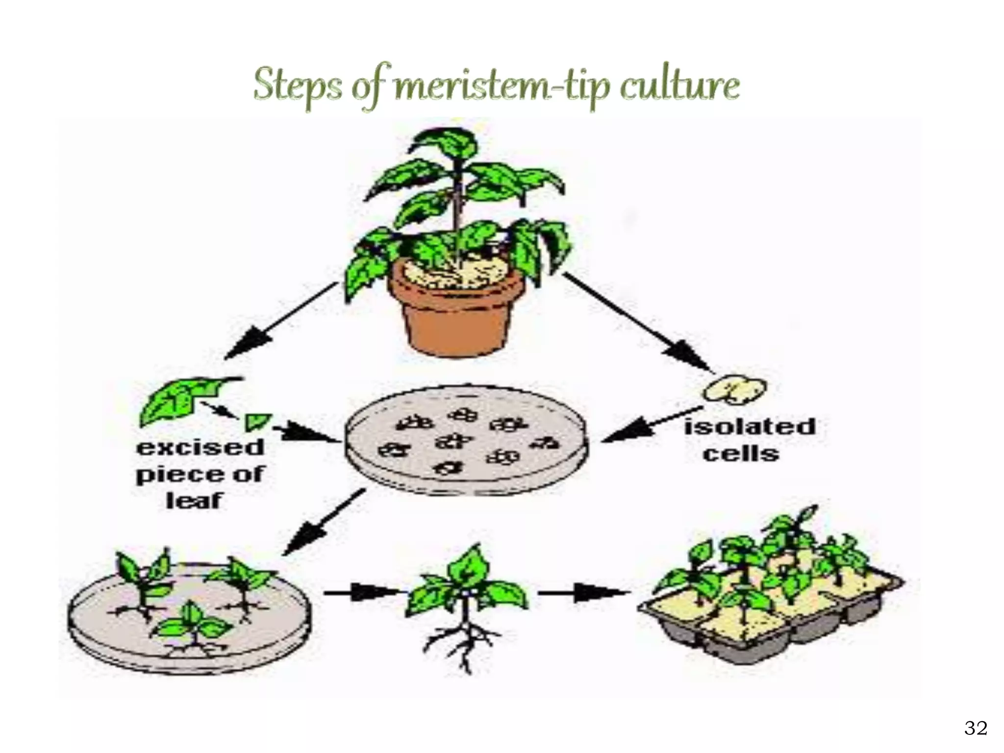 Vegetative propagation of minor fruit crop | PPTX