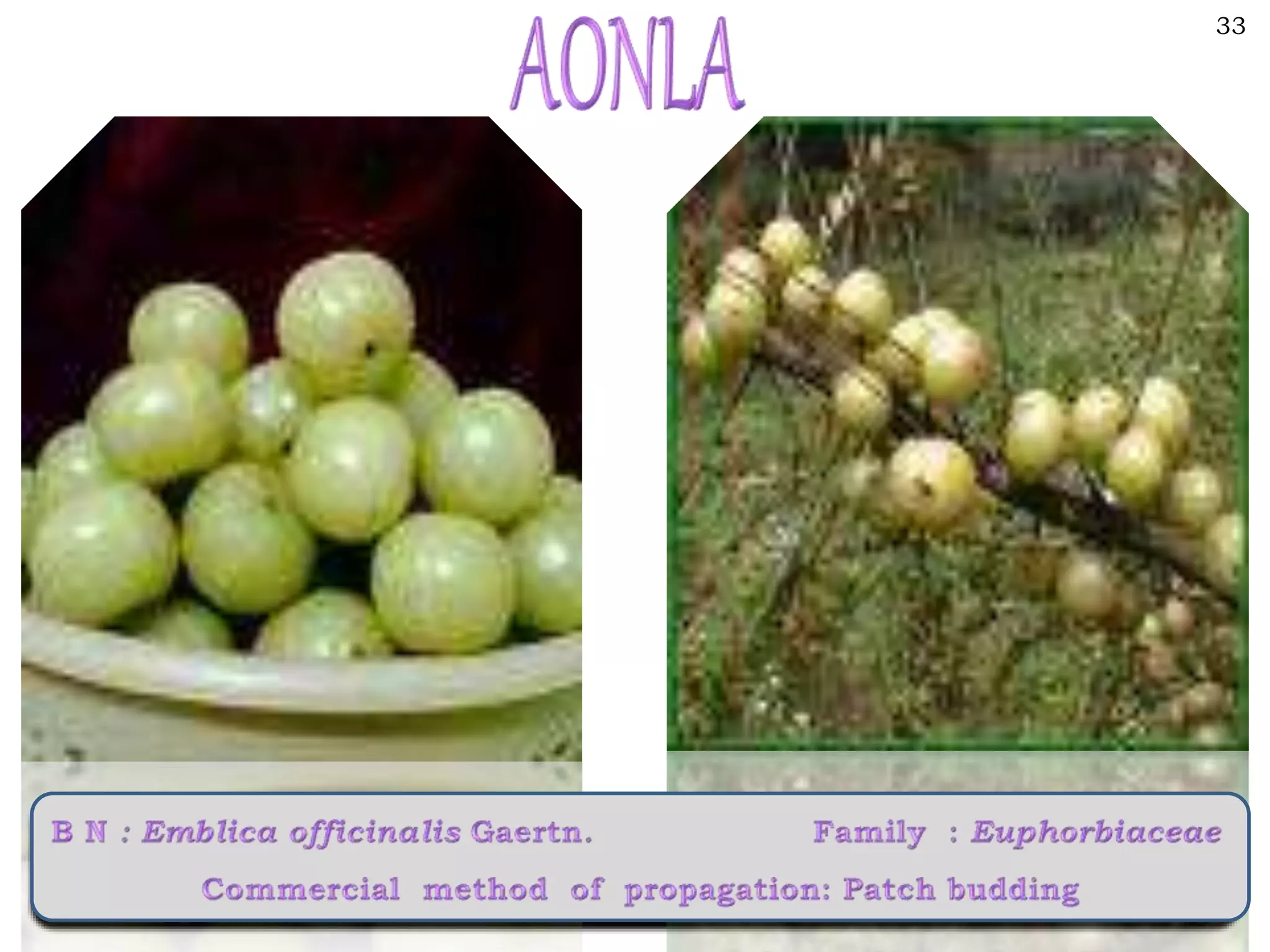 Vegetative propagation of minor fruit crop | PPTX