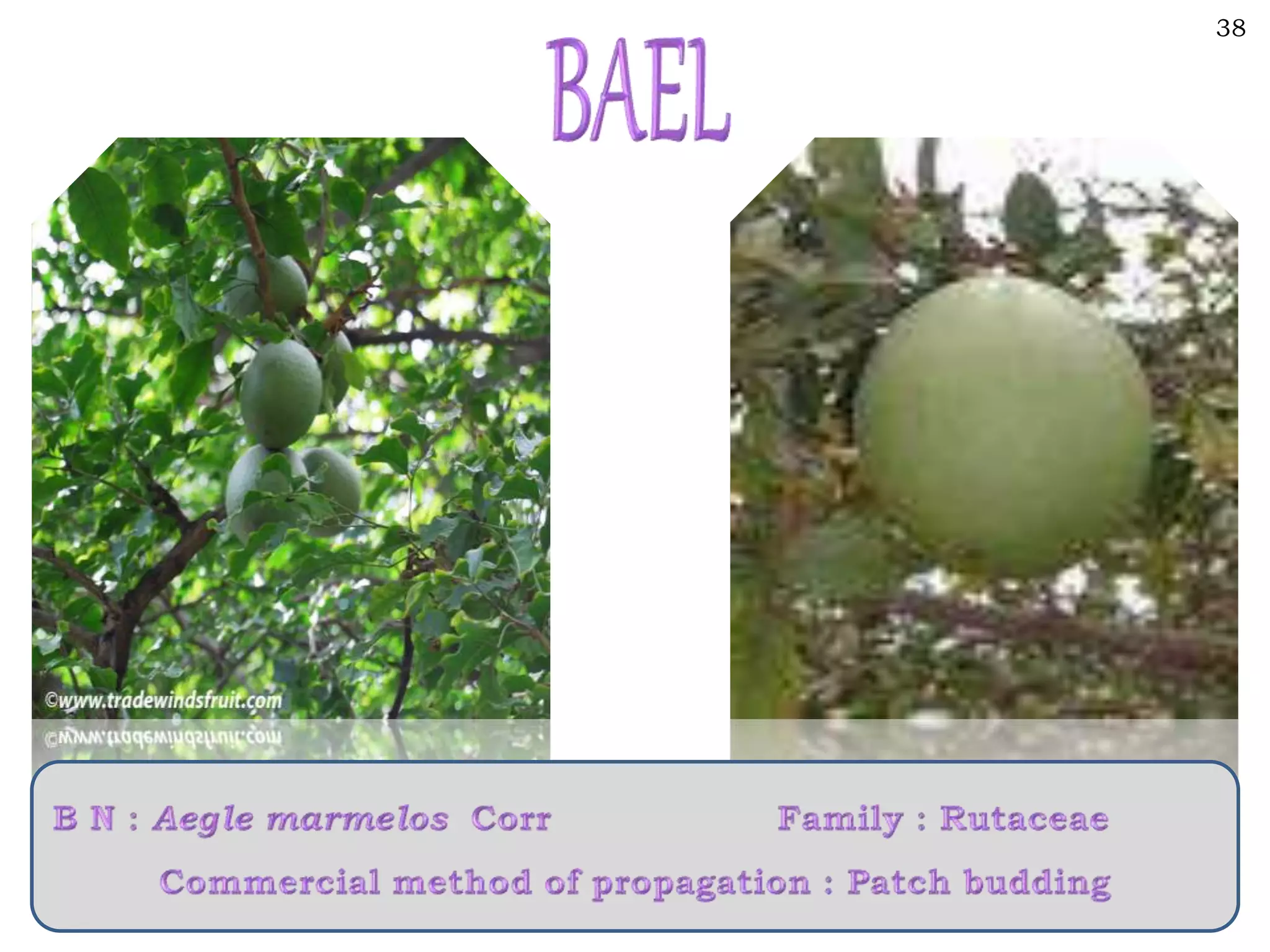 Vegetative propagation of minor fruit crop | PPTX