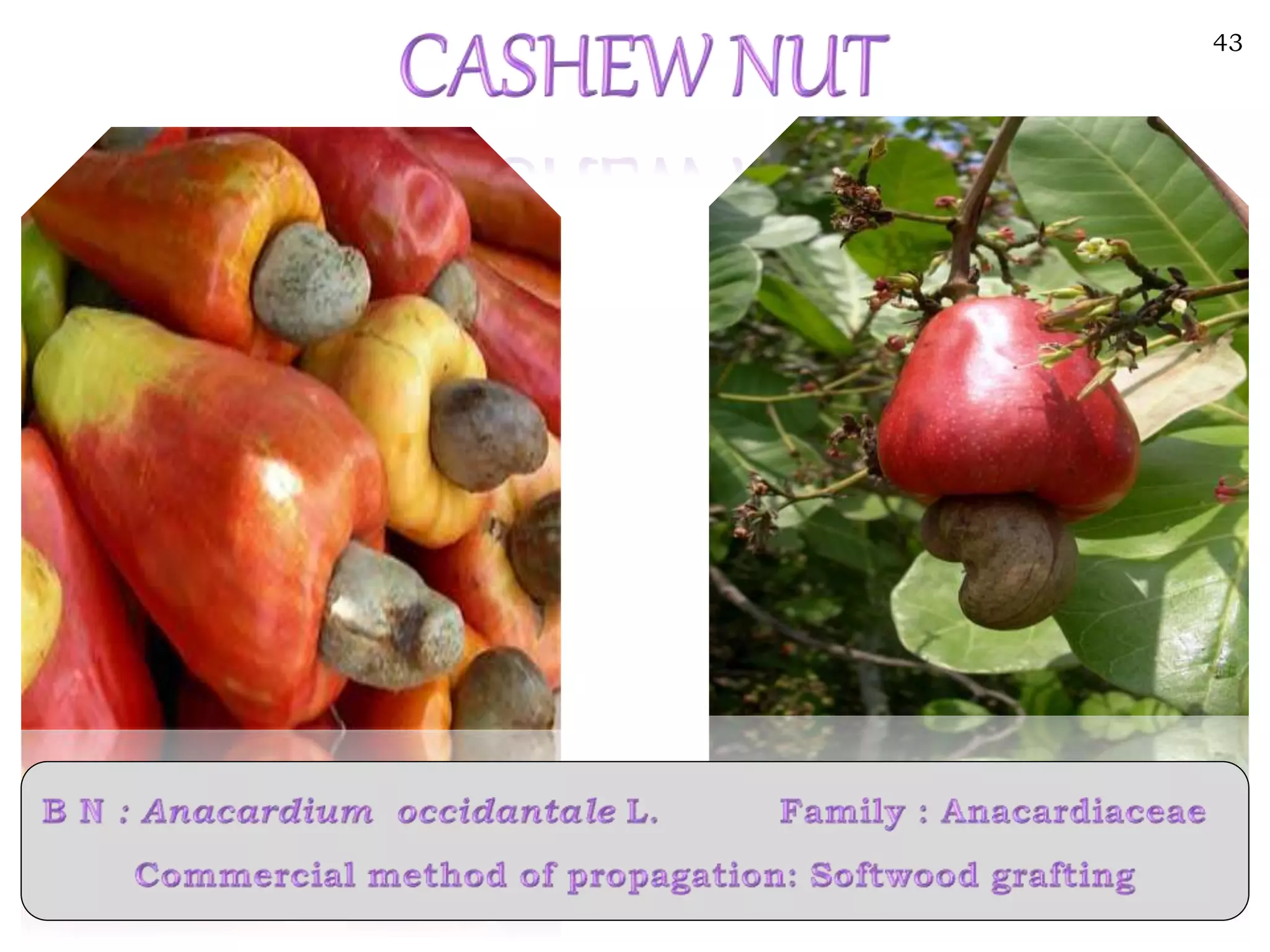 Vegetative propagation of minor fruit crop | PPTX