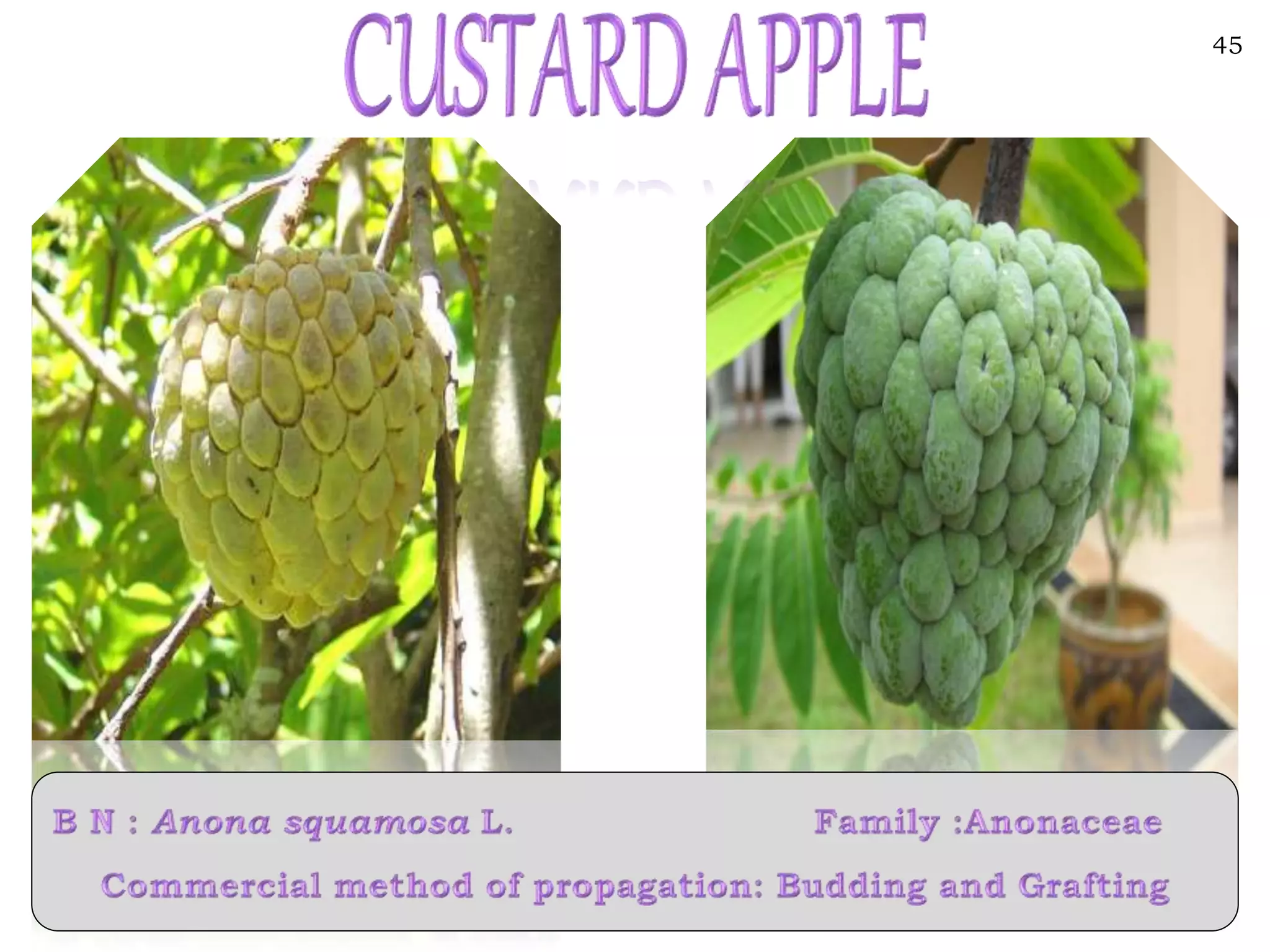Vegetative propagation of minor fruit crop | PPTX