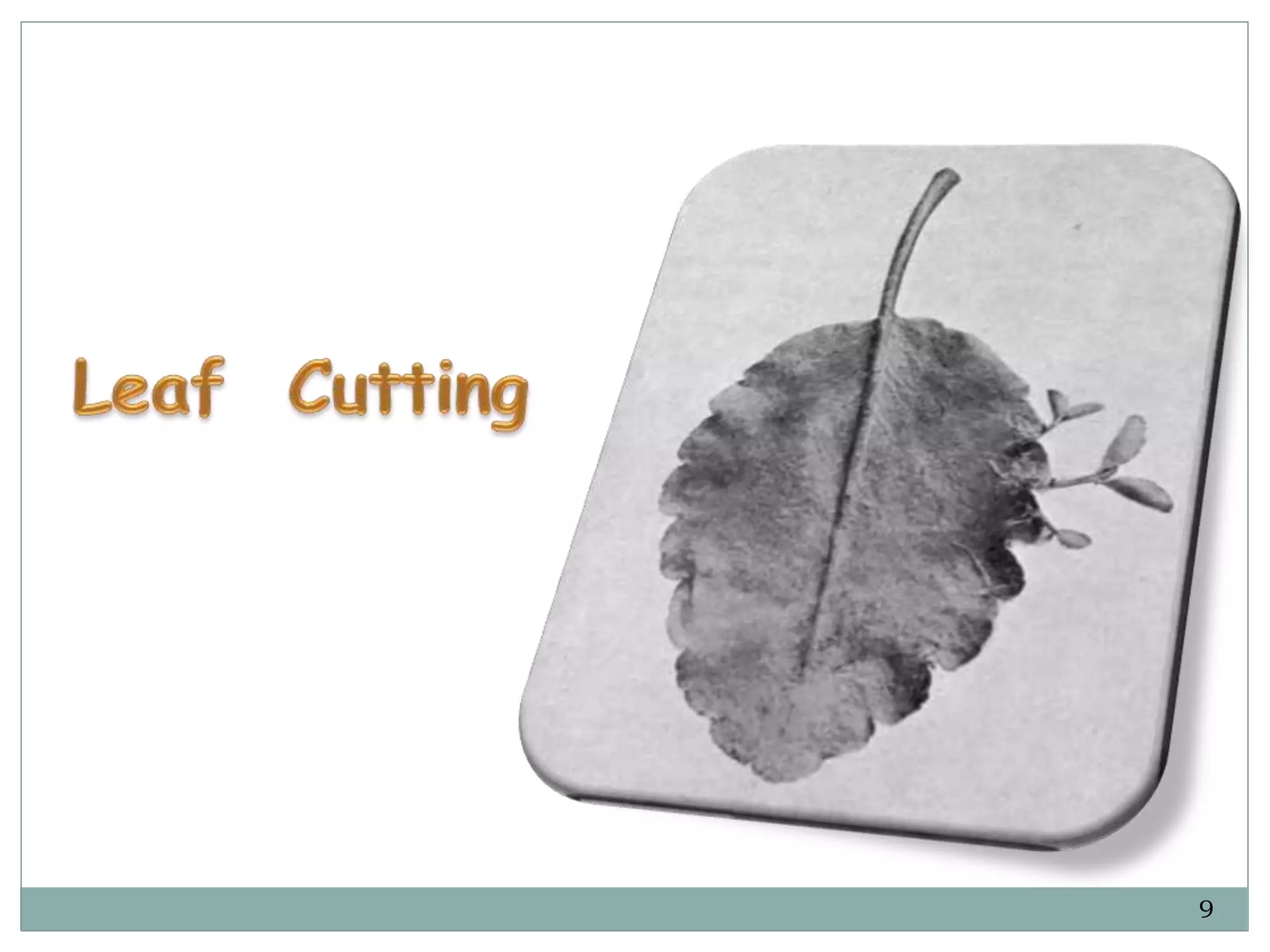 Vegetative propagation of minor fruit crop | PPTX