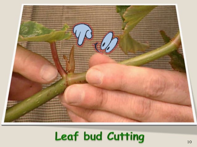 Vegetative propagation of minor fruit crop | PPTX