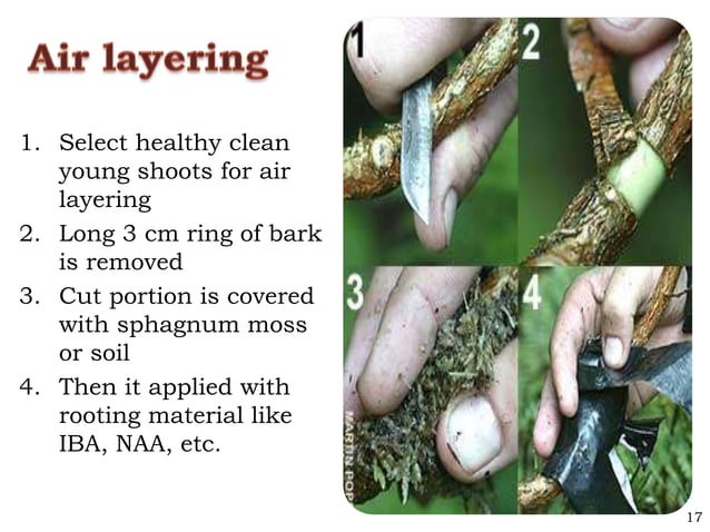 Vegetative propagation of minor fruit crop | PPTX