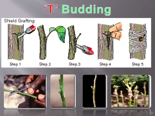 Vegetative propagation of minor fruit crop | PPTX